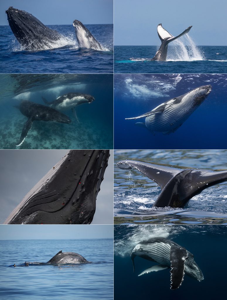 Swim With Humpback Whales on Ningaloo Reef, Underwater Photography ...